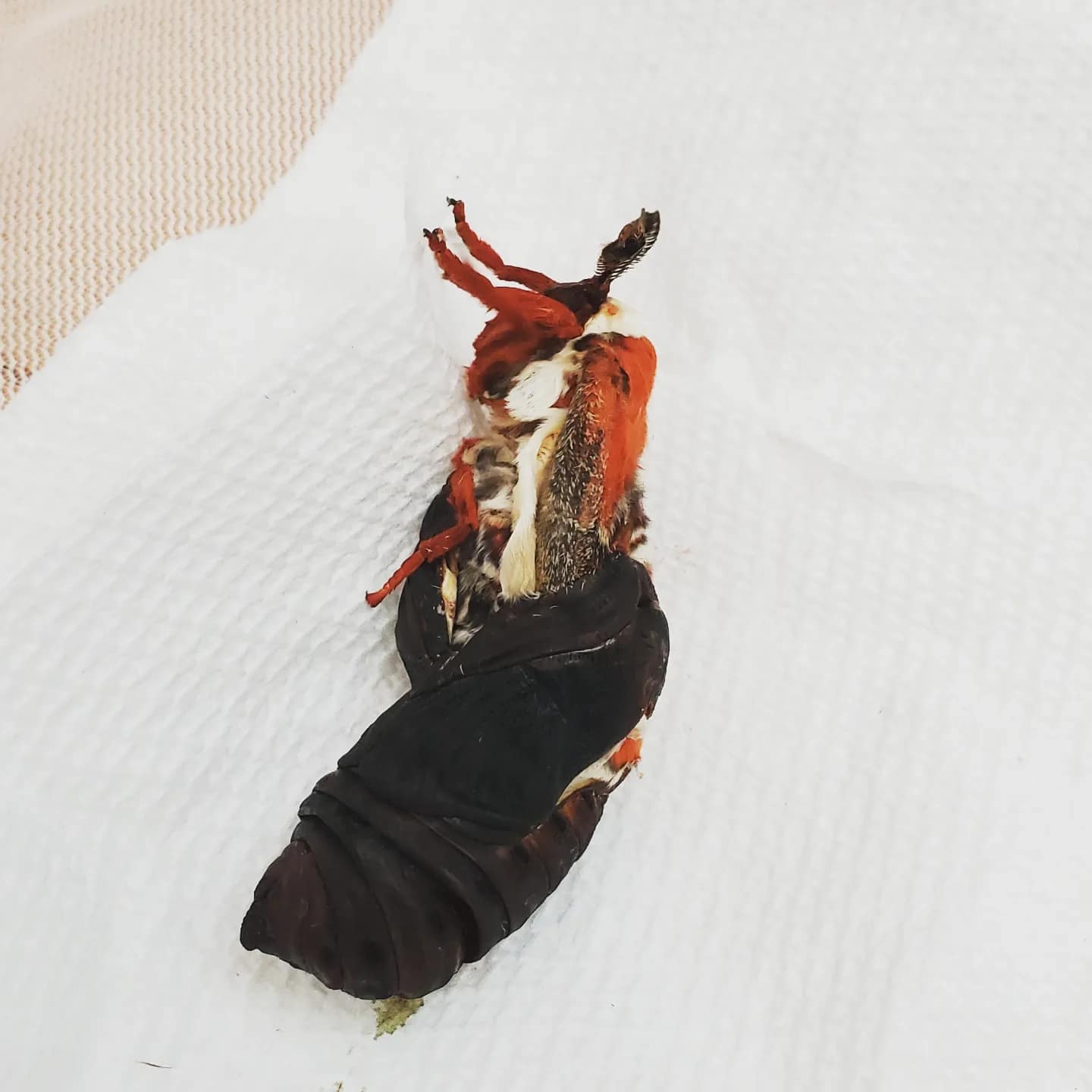 Cecropia Eclosing • Cecropia Strong